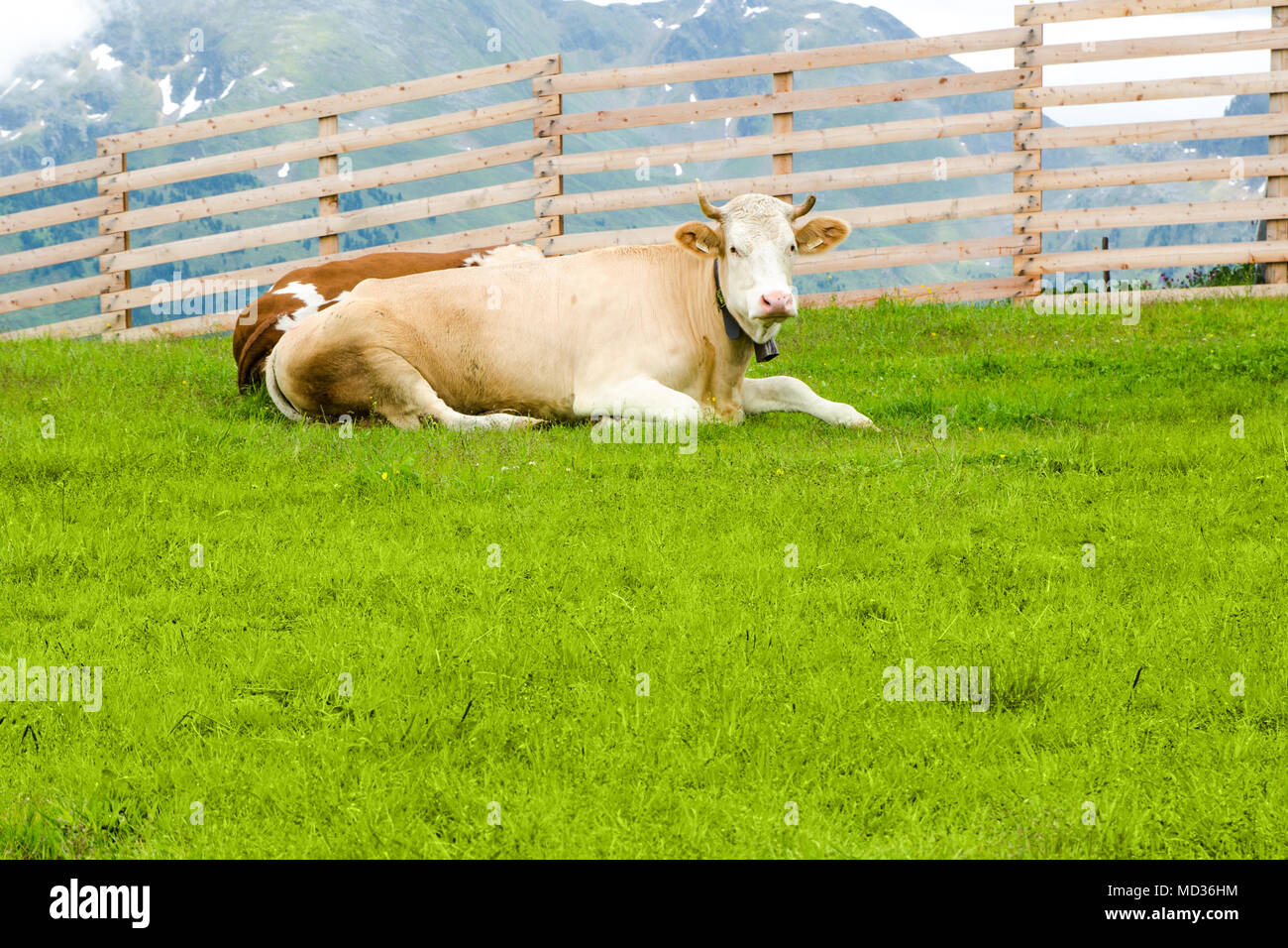 Cows sitting on green grass Stock Photo - Alamy