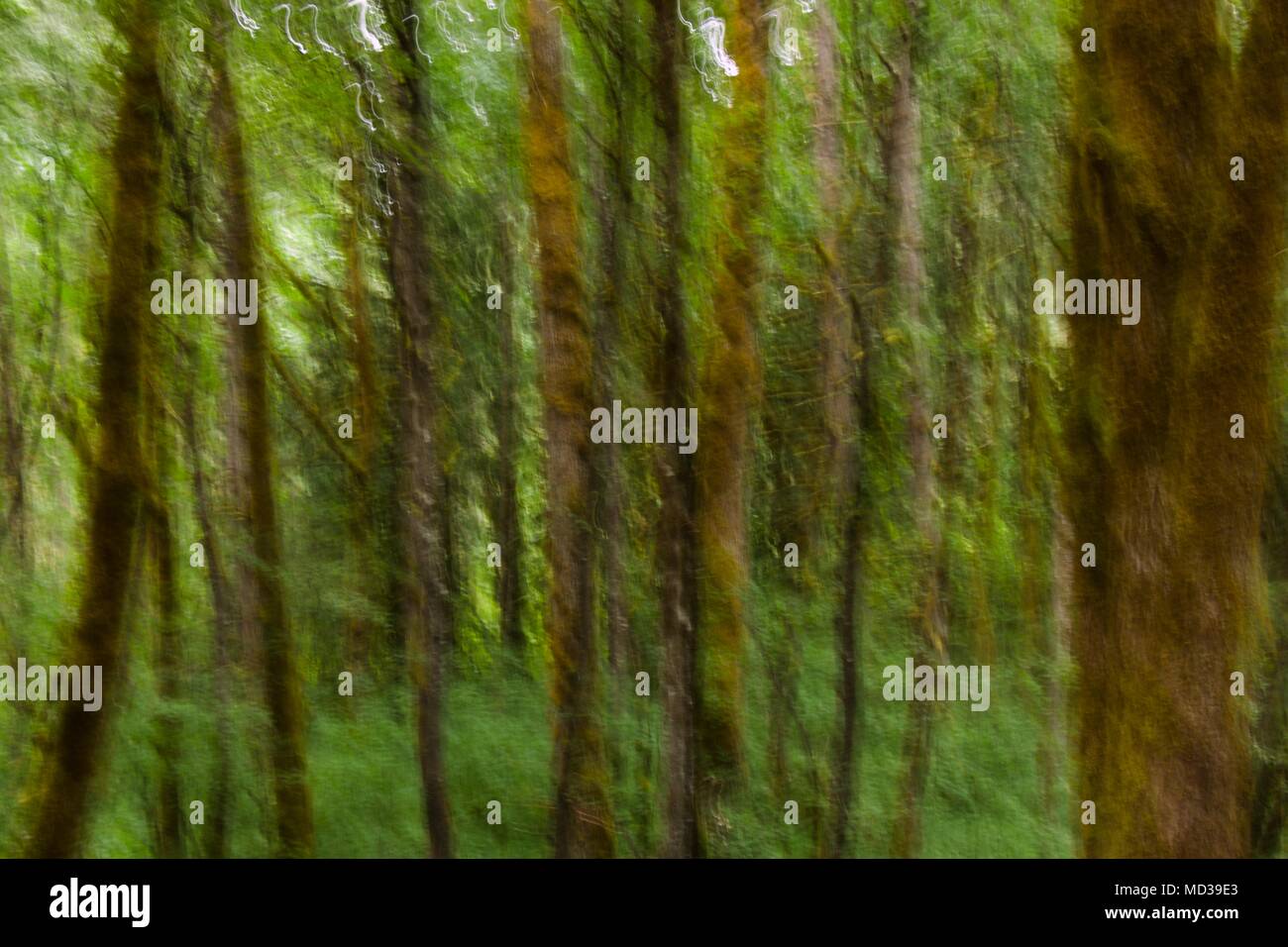 Abstract forest background Stock Photo - Alamy