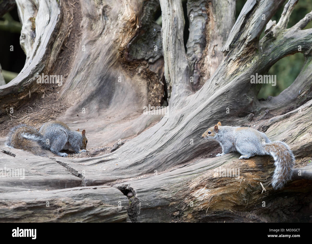 Multiple squirrels hi-res stock photography and images - Alamy