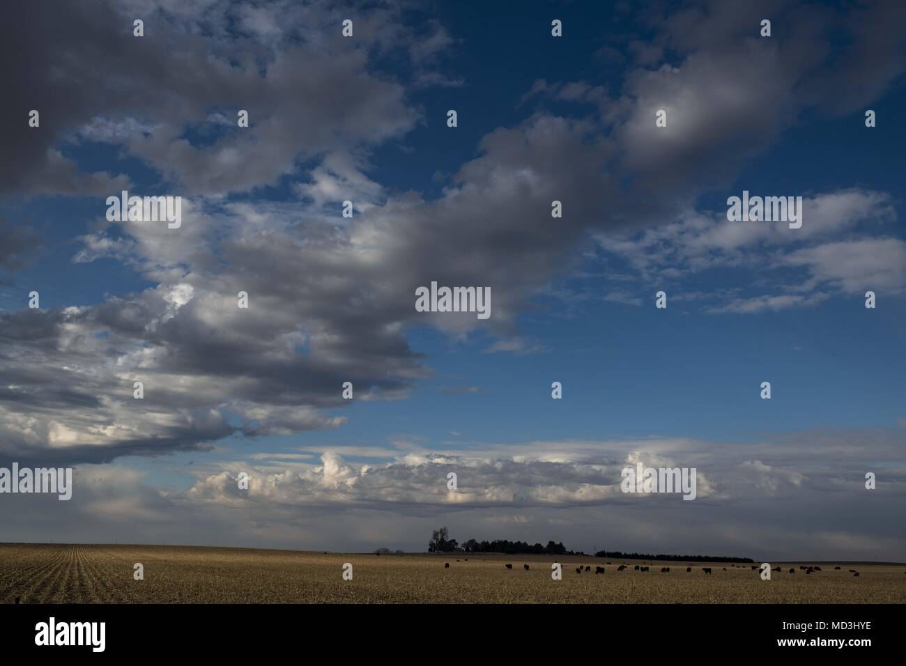 Nebraska, USA. 21st July, 2017. Sandhills of Nebraska.Cattle graze in ...