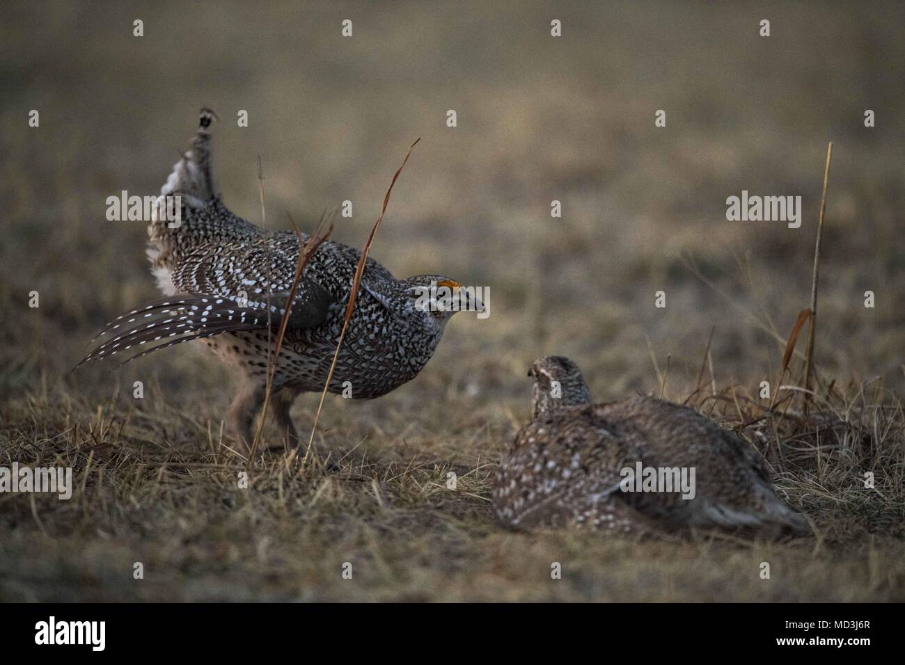 Mating posture hi-res stock photography and images - Alamy