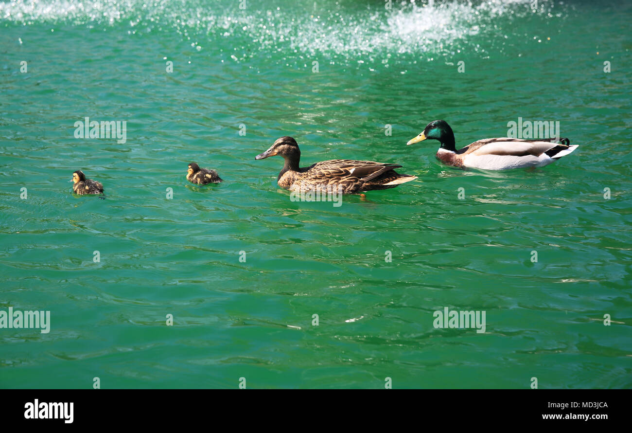 A family of Mallard ducks enjoying the spring sunshine in Regents Park ...