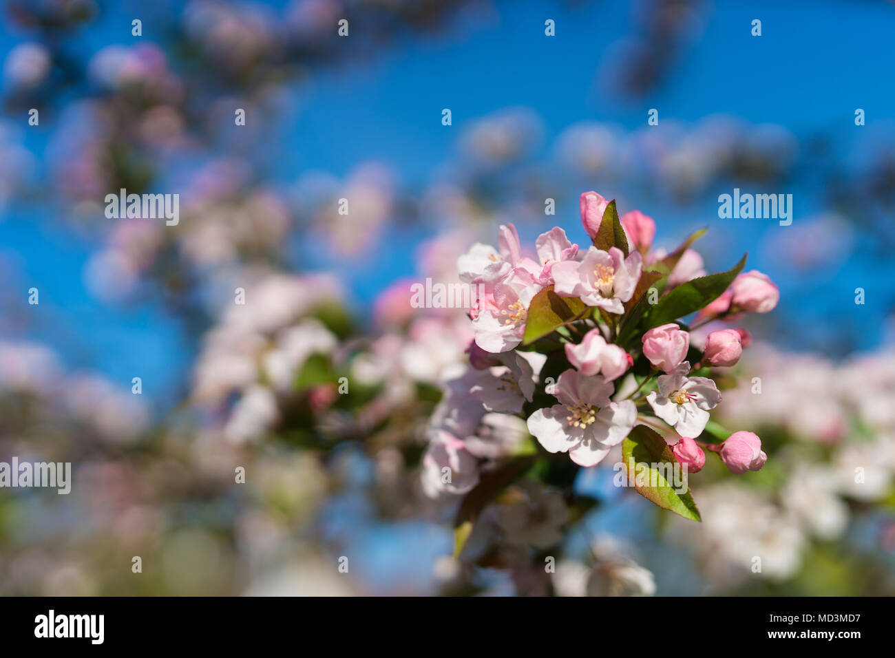 Pantheonism hi-res stock photography and images - Alamy