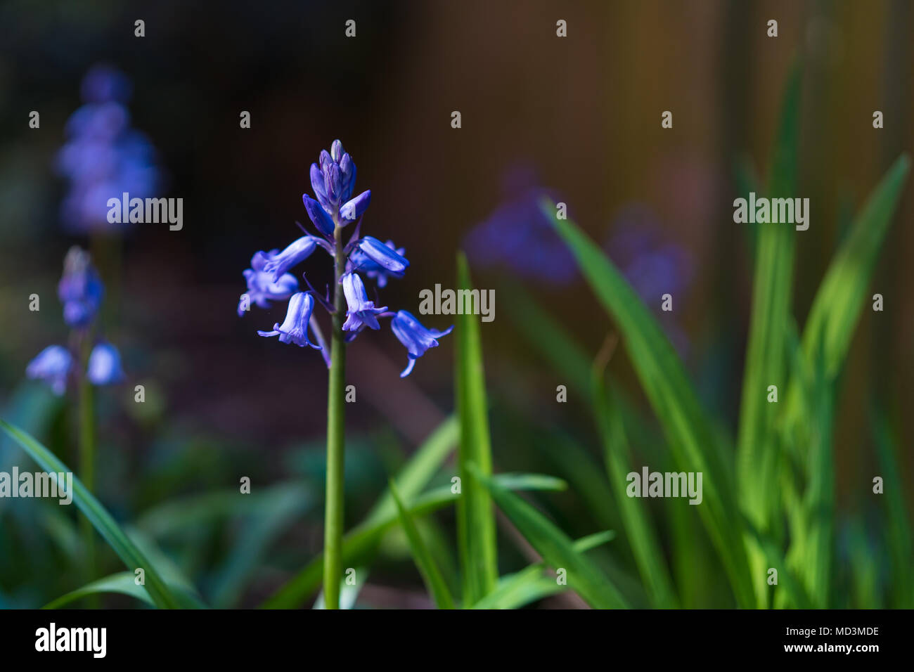 Pantheonism hi-res stock photography and images - Alamy