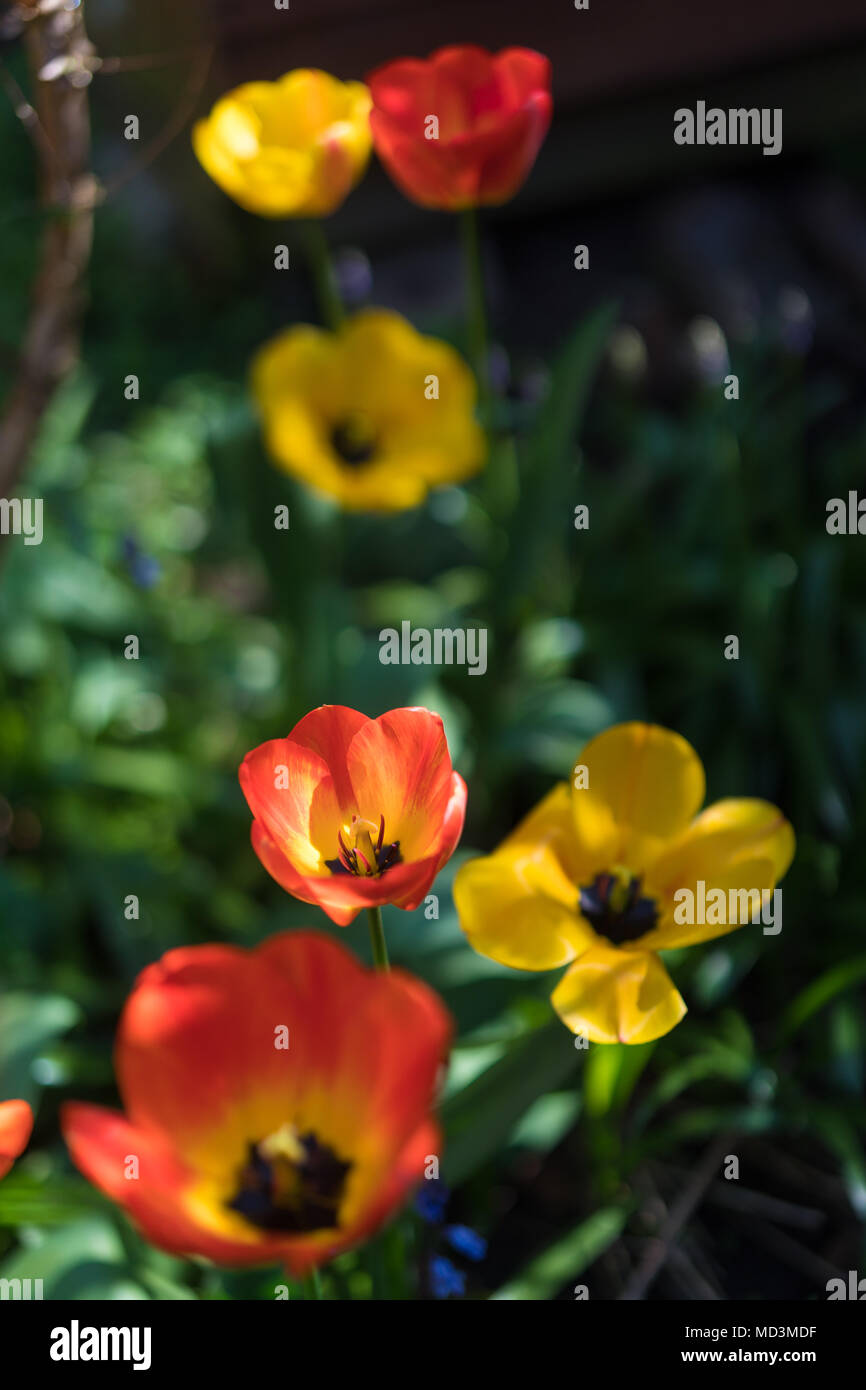 Alamy flower photo hi-res stock photography and images - Alamy