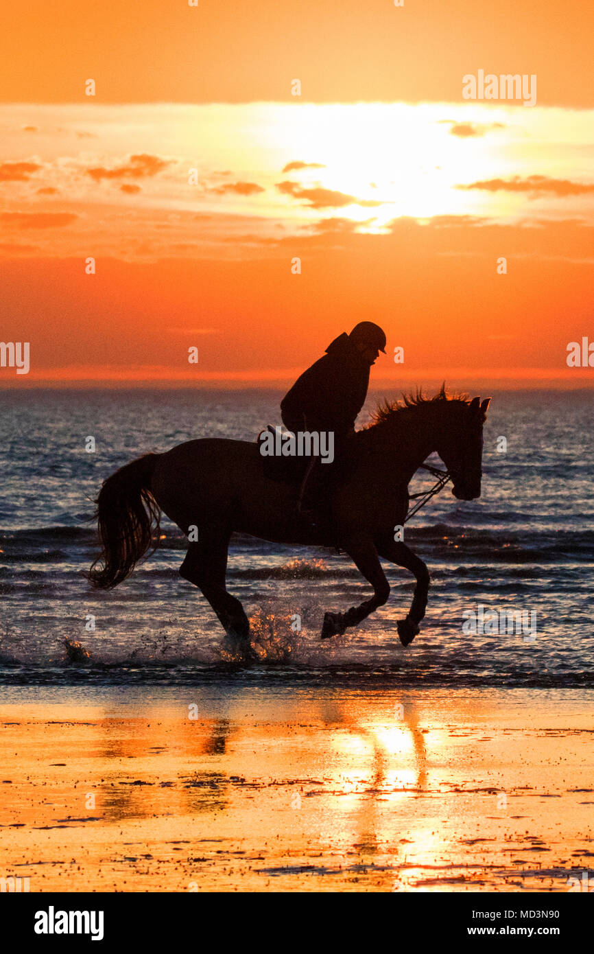 Horse Galloping Sunset High Resolution Stock Photography and Images - Alamy