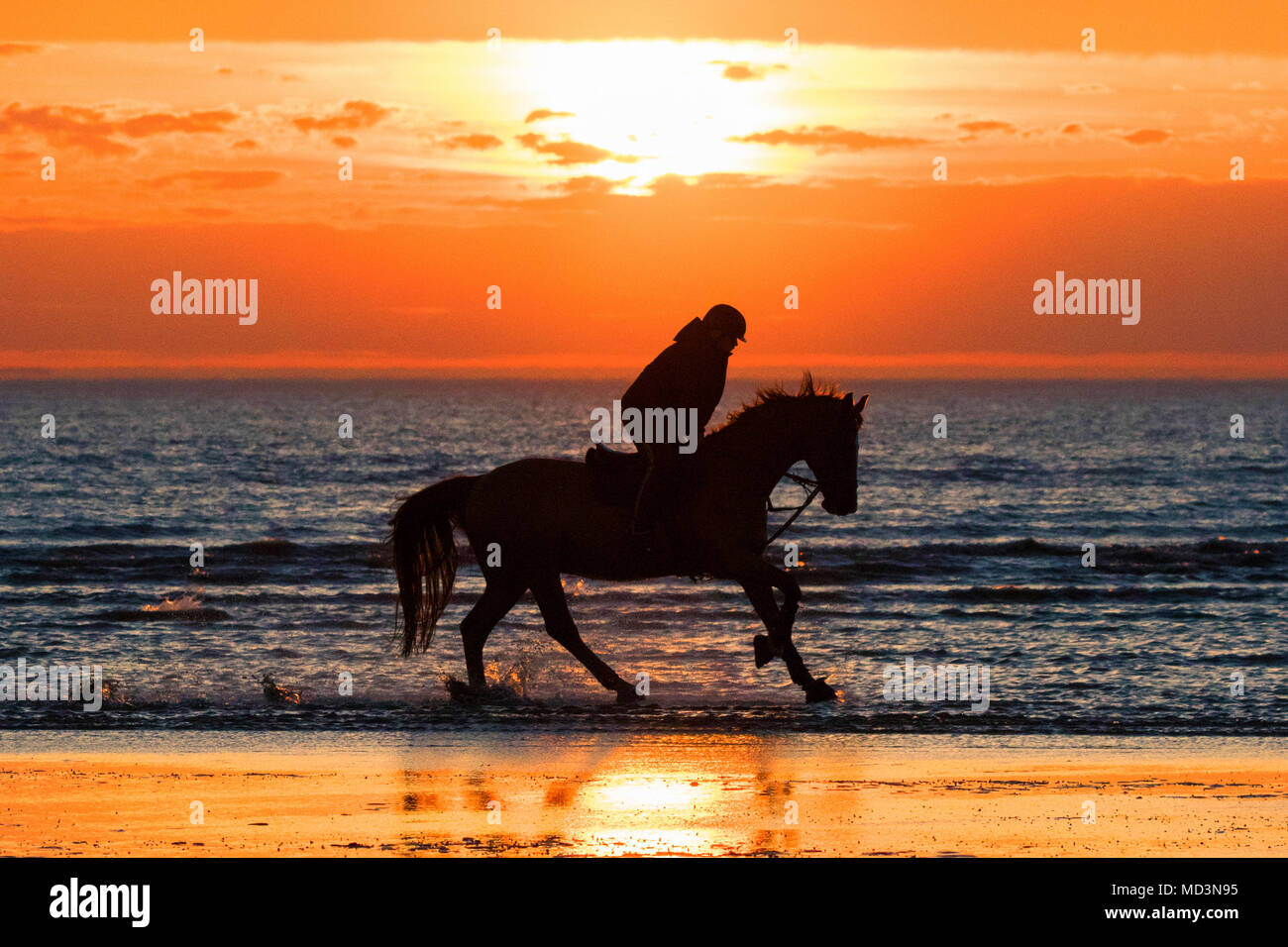 Horse Galloping Sunset High Resolution Stock Photography and Images - Alamy