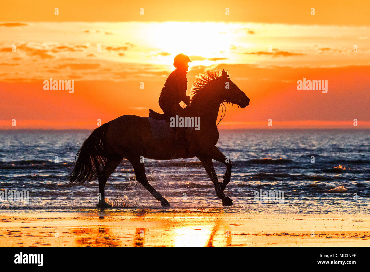 Horse Galloping Sunset High Resolution Stock Photography and Images - Alamy