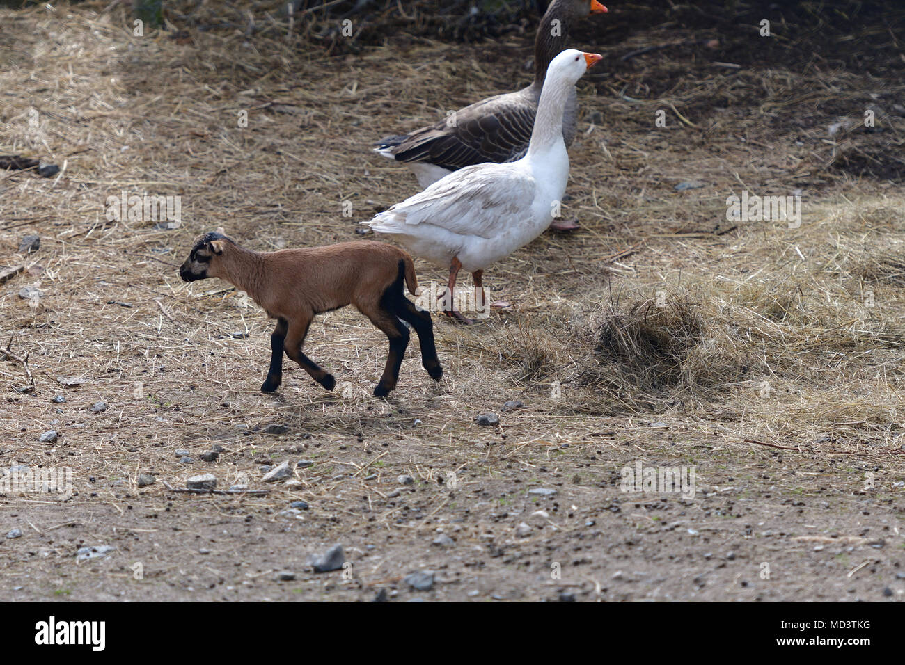 farm animal goose and baa-lamb eating on the farm field Stock Photo - Alamy