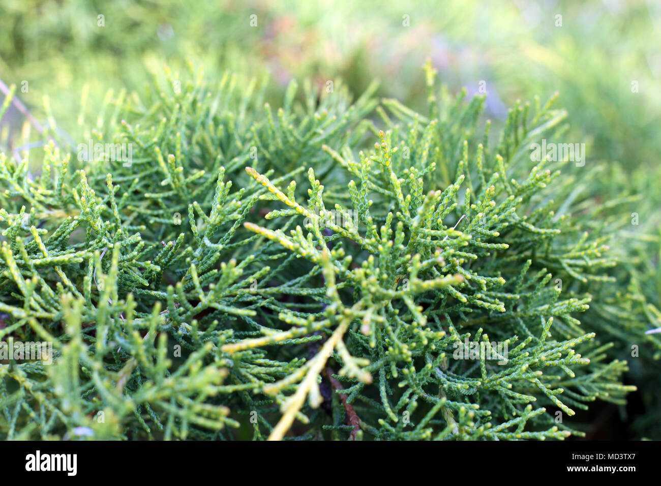 Juniper horizontal Prince of Wales - ground cover plant Stock Photo - Alamy