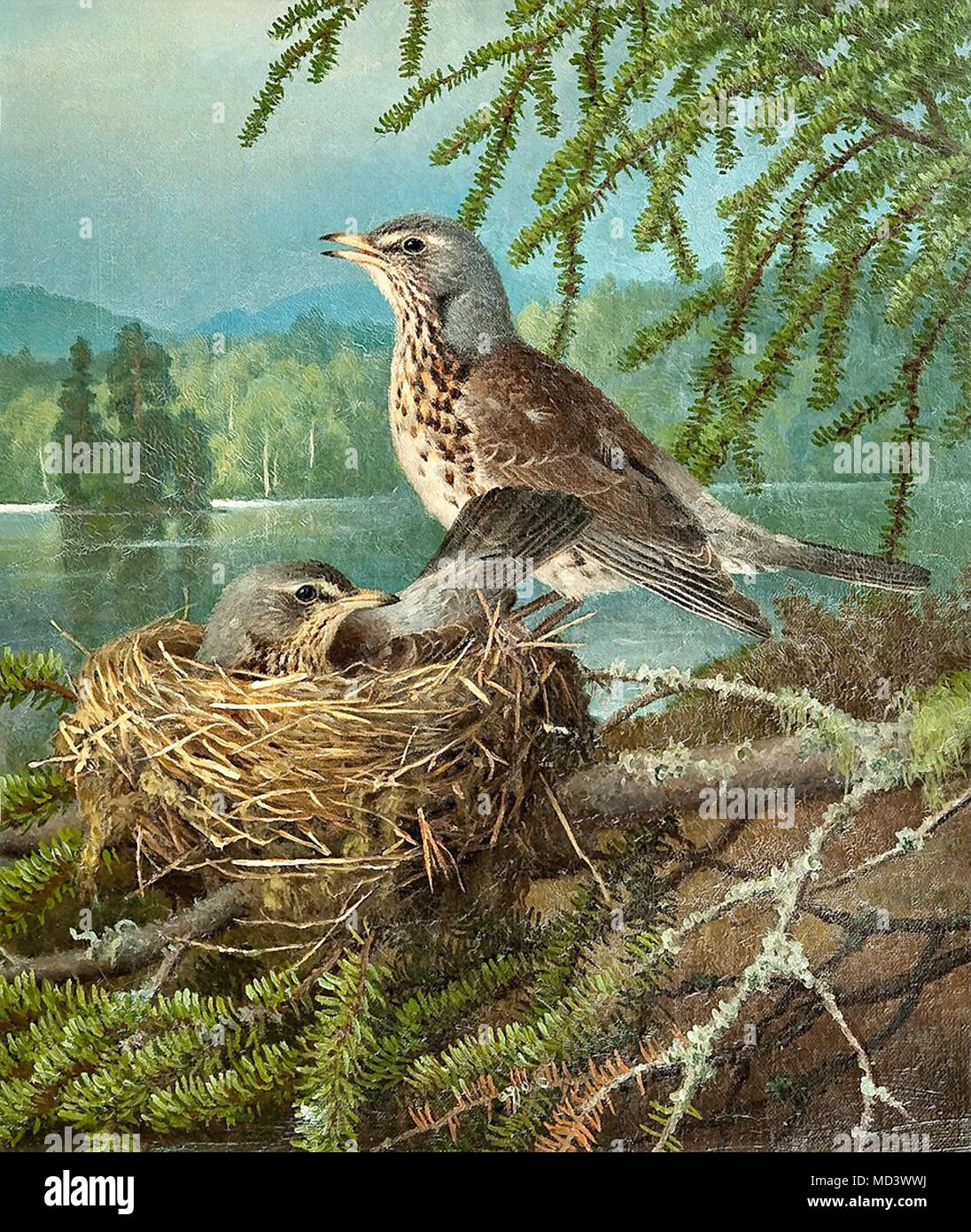 Painting of birds nest hi-res stock photography and images - Alamy