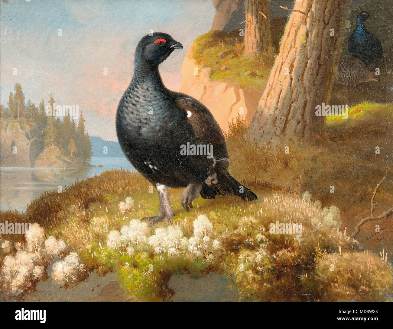 Von wright black grouse hi-res stock photography and images - Alamy