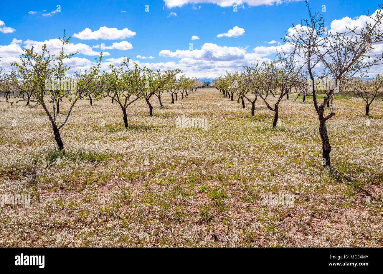 Almond fields in bloom Stock Photo - Alamy