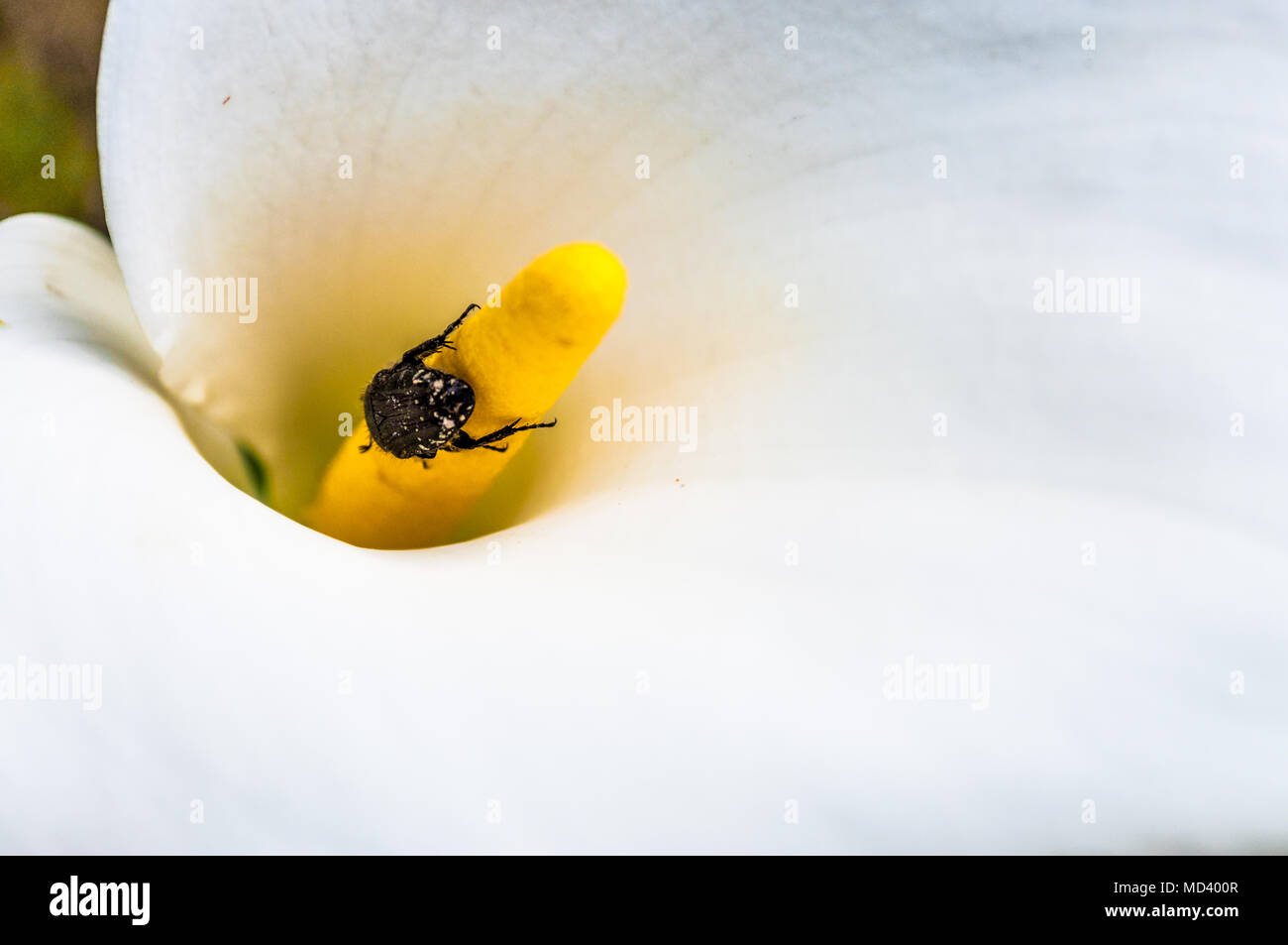 Macro of white calla lily with a bug inside the flower Stock Photo - Alamy