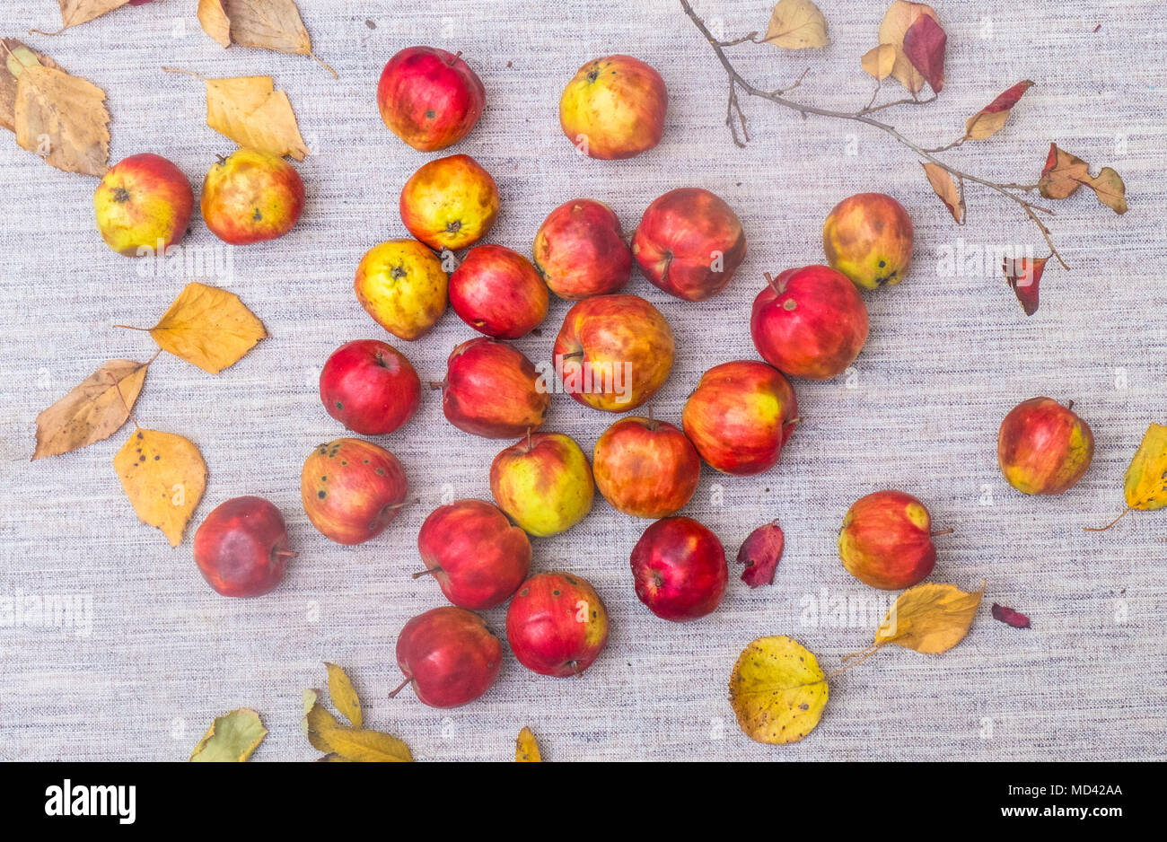 Overhead autumn leaves hi-res stock photography and images - Alamy