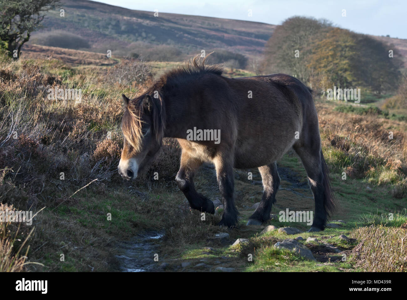 A pair of Exmoor Ponies grazing on the open moors below Dunkery Beacon ...