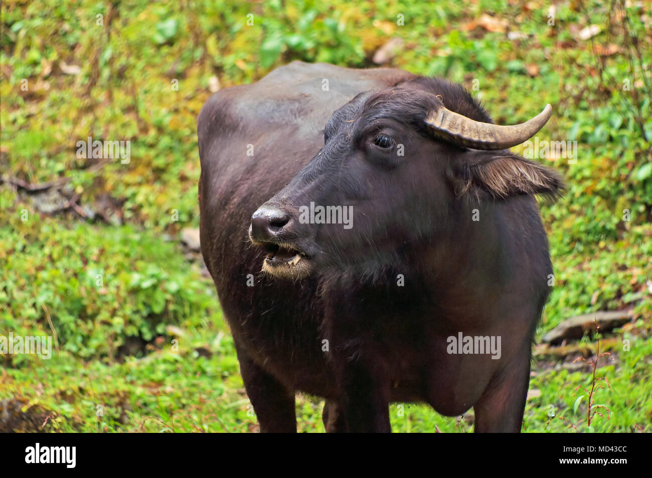 Buffalo farming in nepal hi-res stock photography and images - Alamy