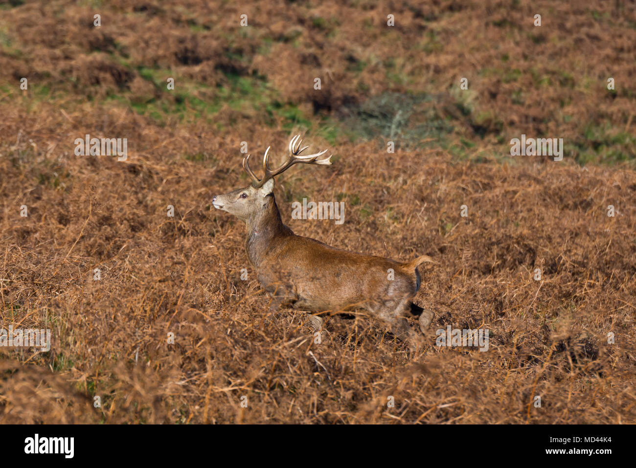 A red deer stag roaming free on the open hillsides of Aller Coombe in ...