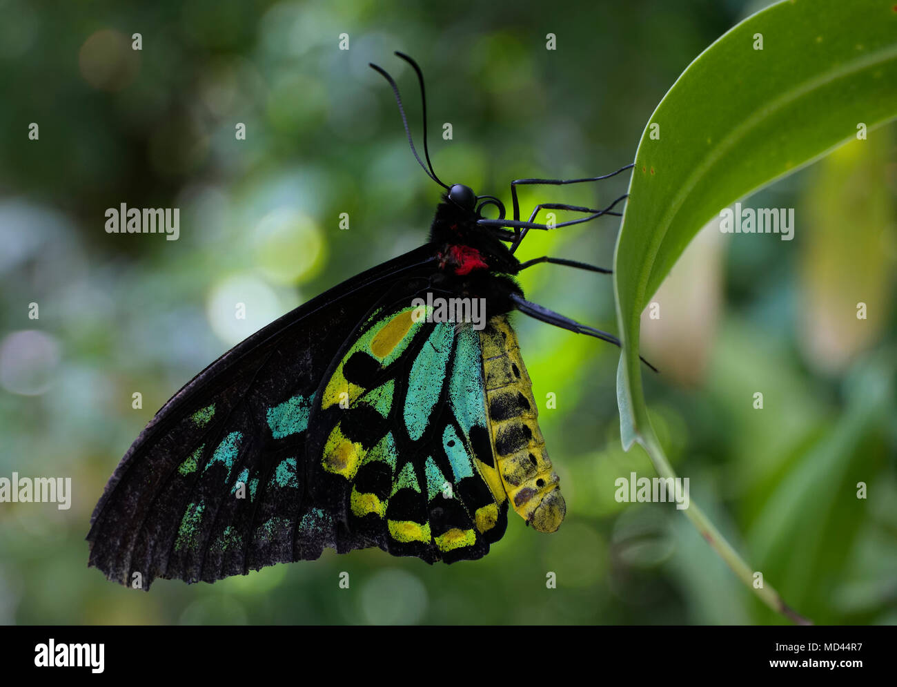 Ornithoptera priamus hi-res stock photography and images - Alamy