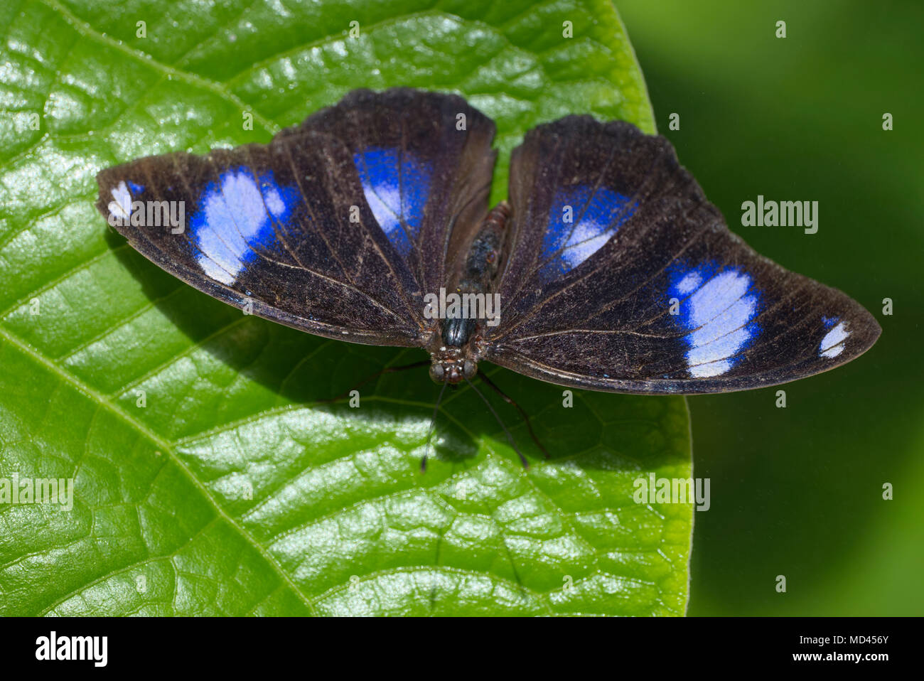 Hypolimnas hi-res stock photography and images - Alamy