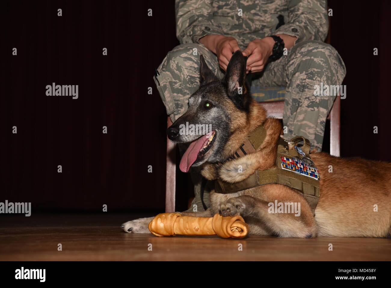 Astra, 20th Security Forces Squadron military working dog (MWD), guards ...