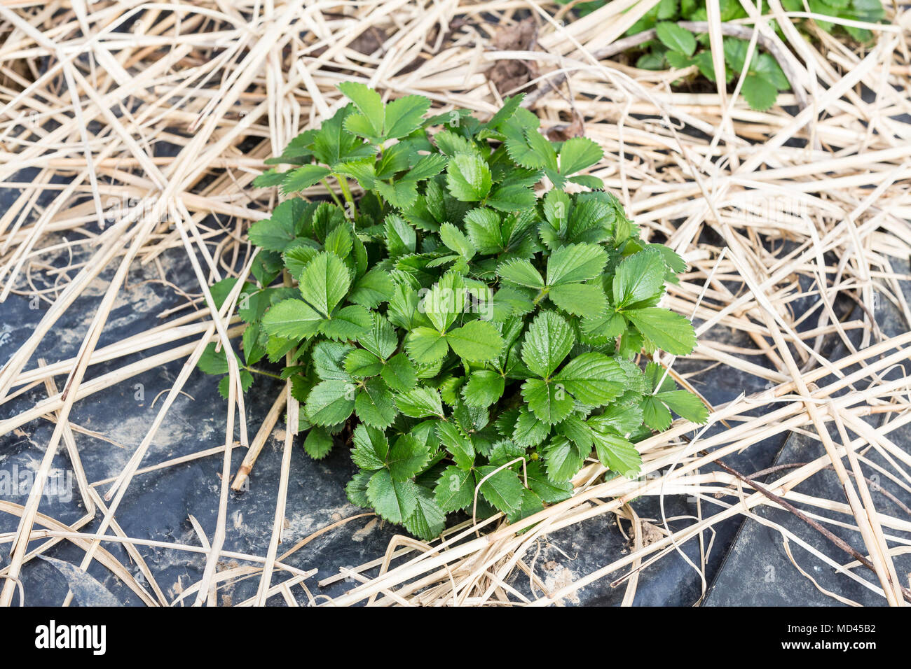 Young Strawberry Plants growing on a bed of straw mulch Stock Photo - Alamy