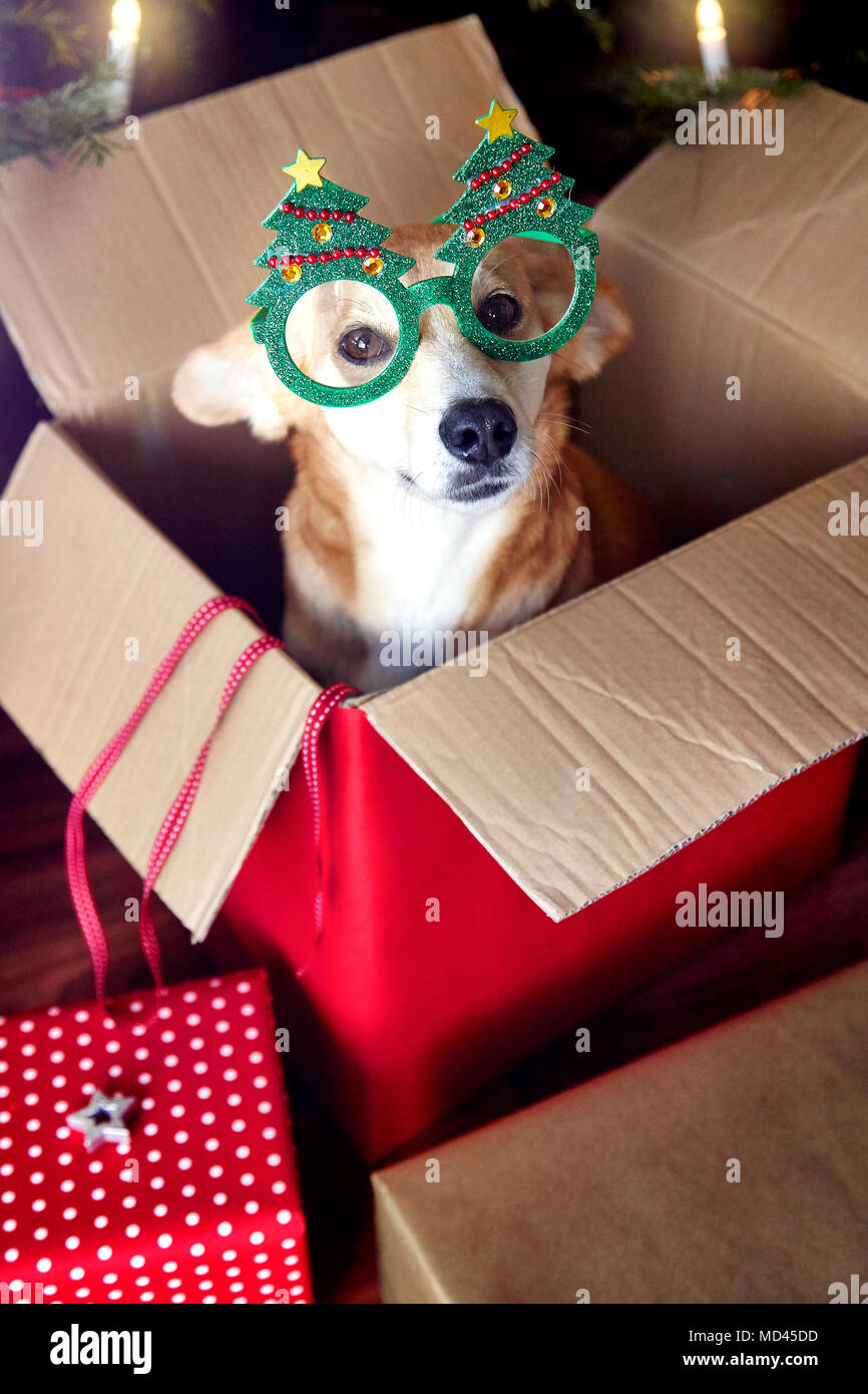 Animal shape in tree hi-res stock photography and images - Alamy