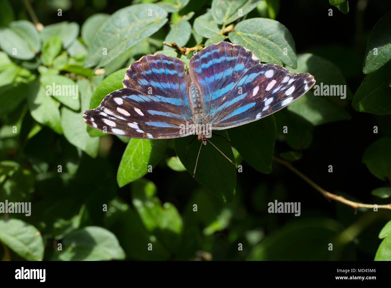 Blue Wave Butterfly High Resolution Stock Photography and Images - Alamy