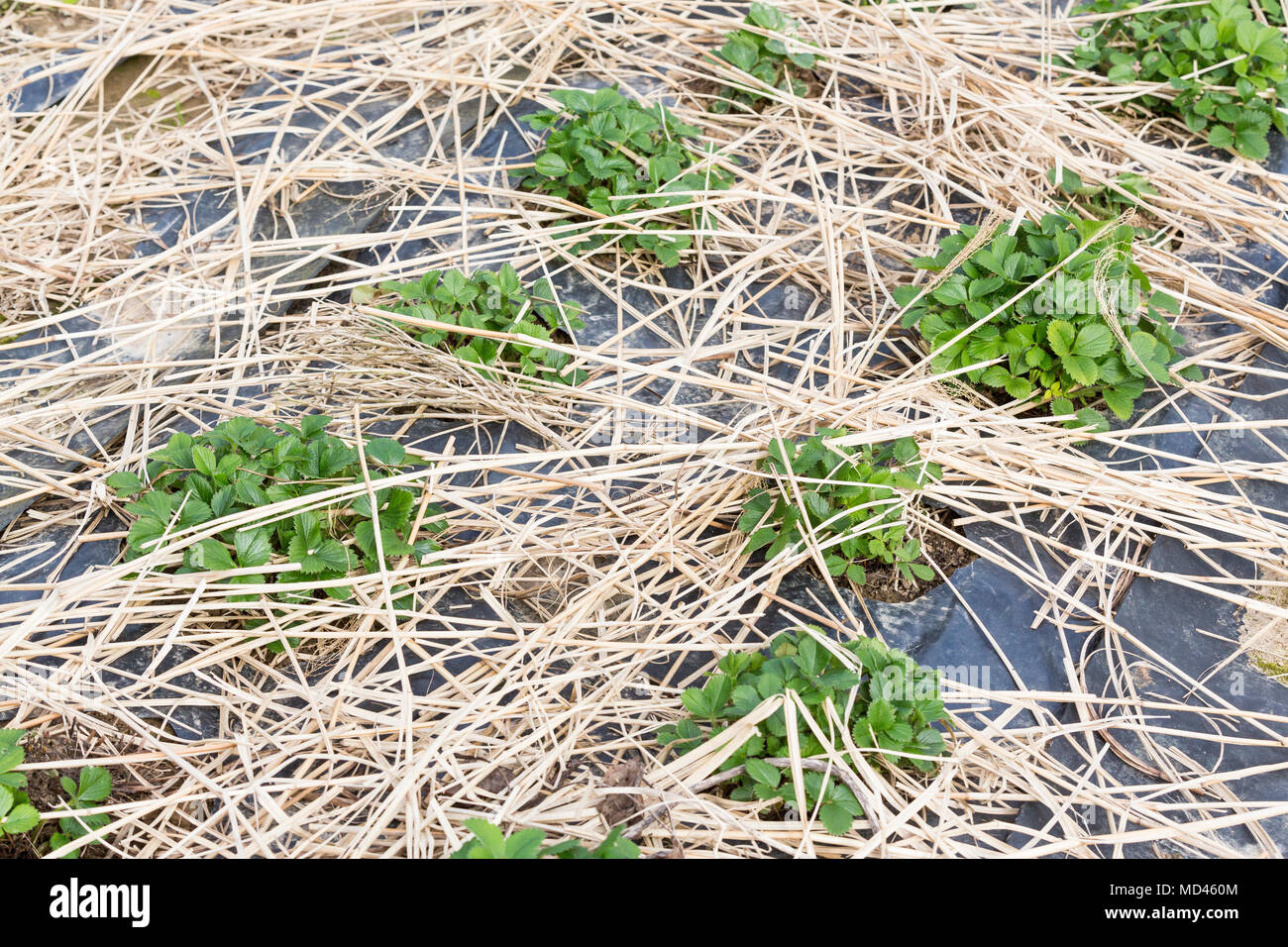 Young Strawberry Plants growing on a bed of straw mulch Stock Photo - Alamy