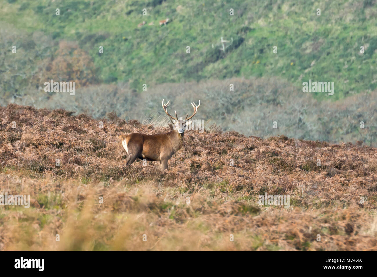A red deer stag roaming free on the open hillsides of Aller Coombe in ...