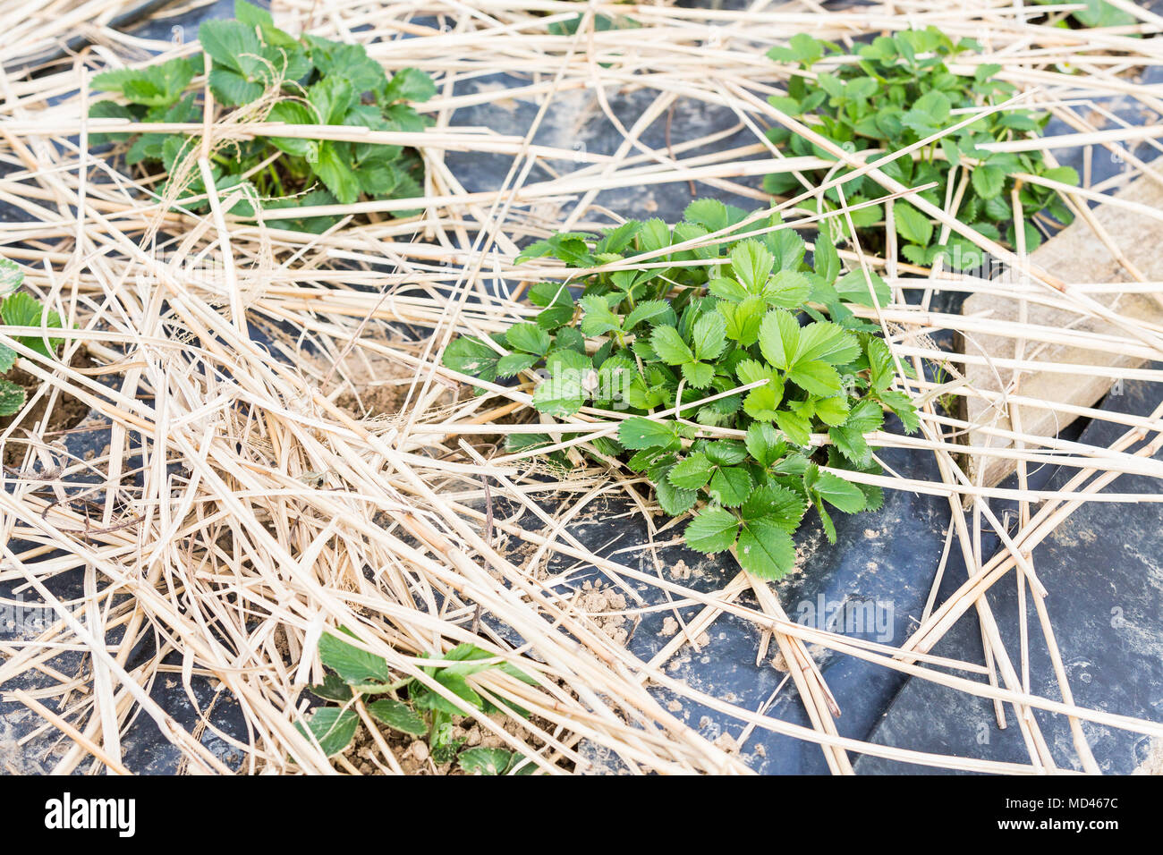Young Strawberry Plants growing on a bed of straw mulch Stock Photo - Alamy