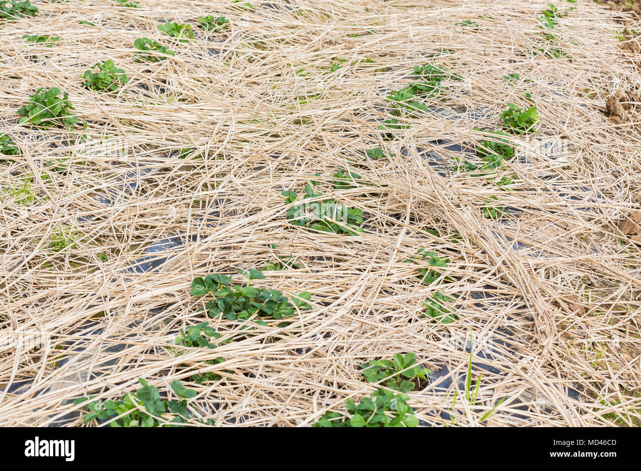 Strawberryplant hi-res stock photography and images - Alamy