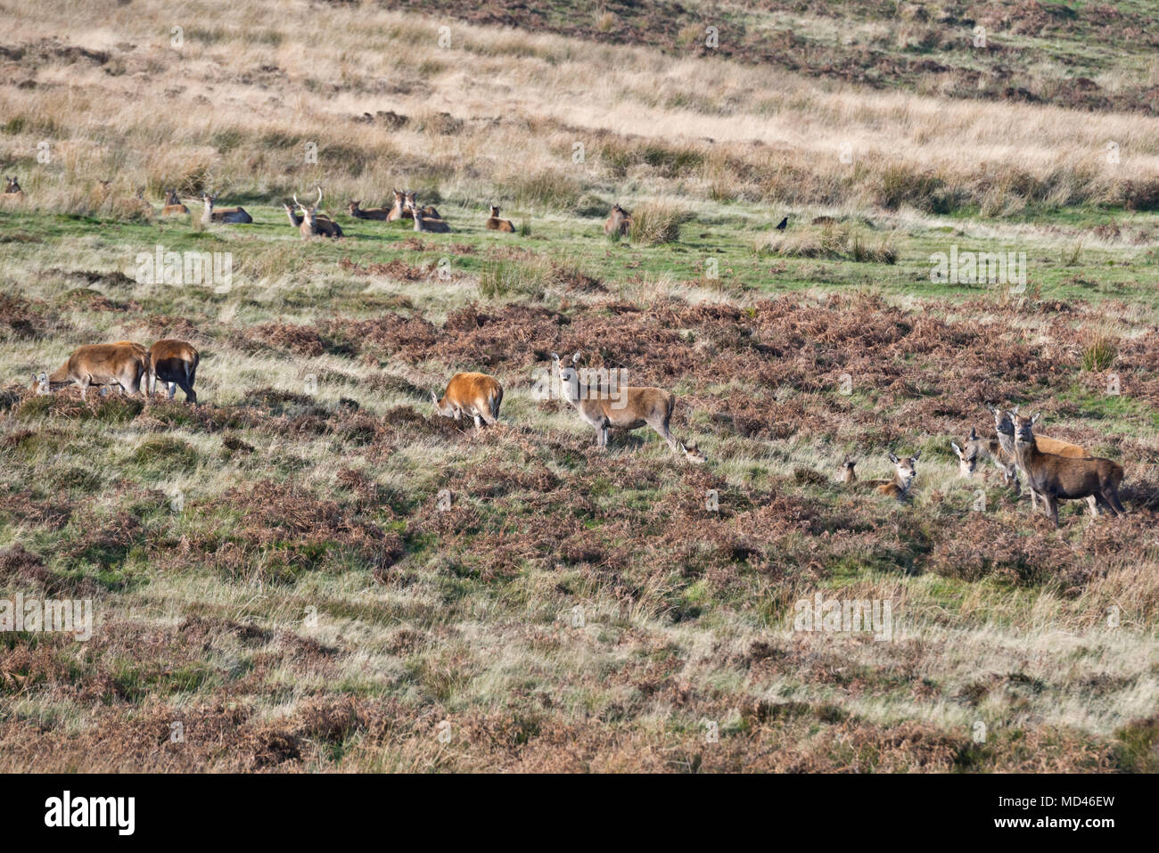 A herd of red deer roaming free on the open hillsides of Goosemoor ...