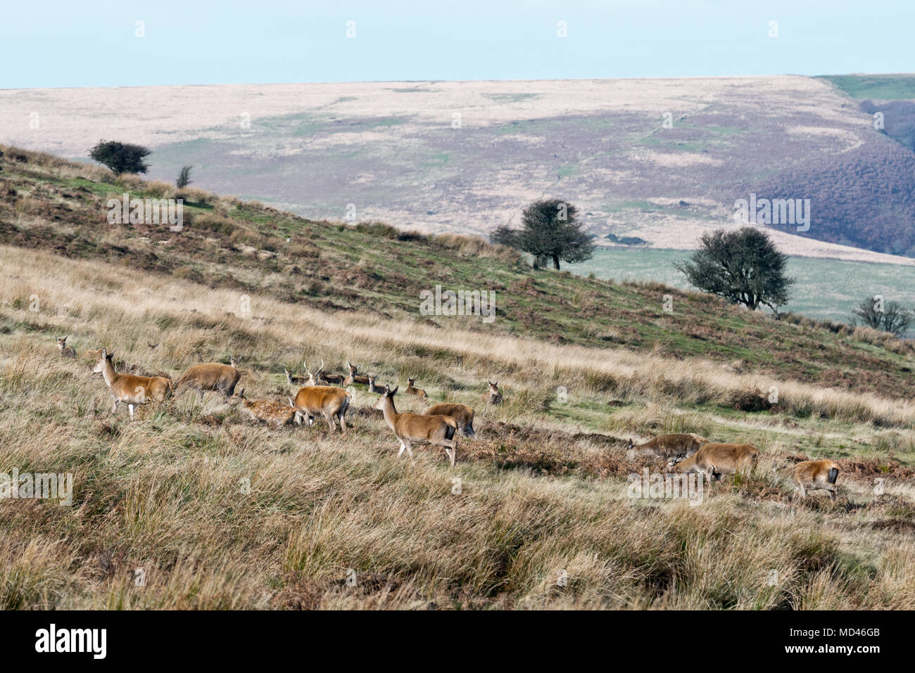 A herd of red deer roaming free on the open hillsides of Goosemoor ...