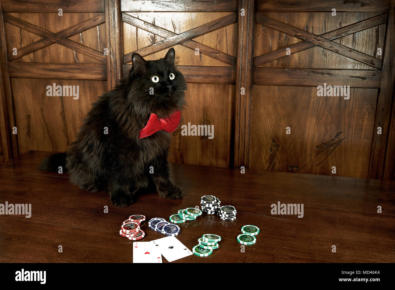 Black cat in red butterfly plays poker Stock Photo - Alamy