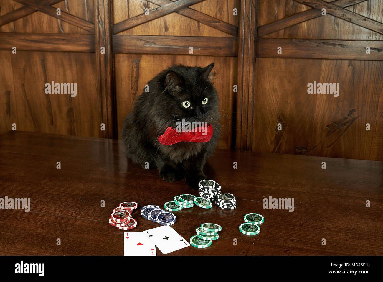 Black cat in red butterfly plays poker Stock Photo - Alamy