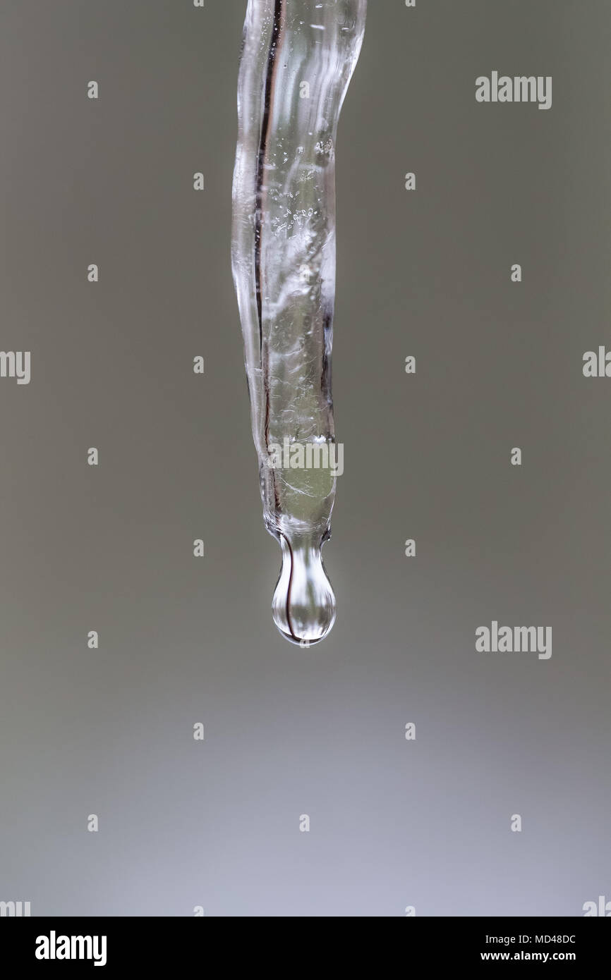 Icicle drip drop hi-res stock photography and images - Alamy