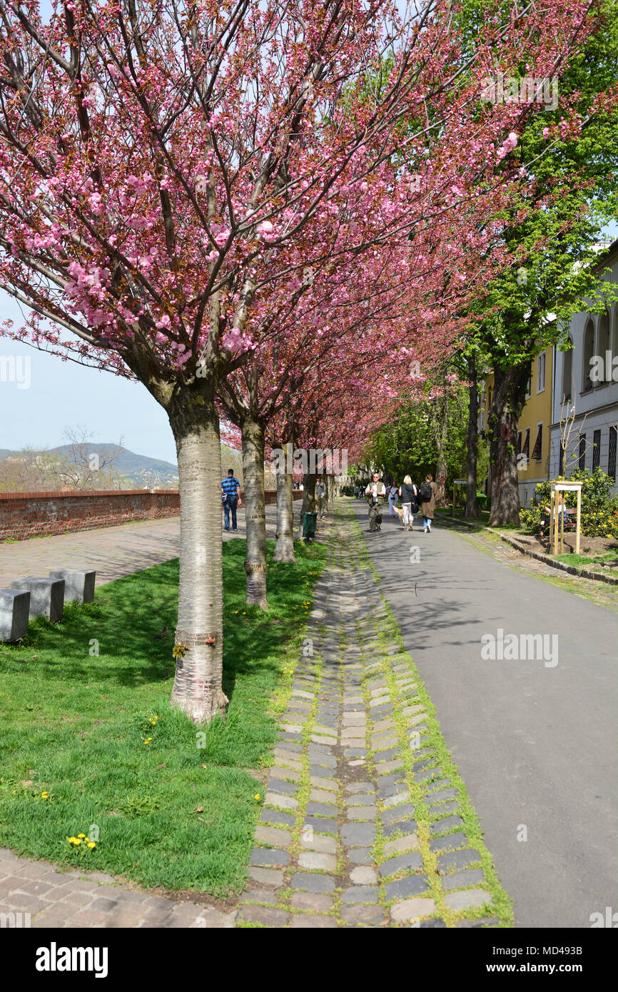 path with spring flowers Stock Photo - Alamy