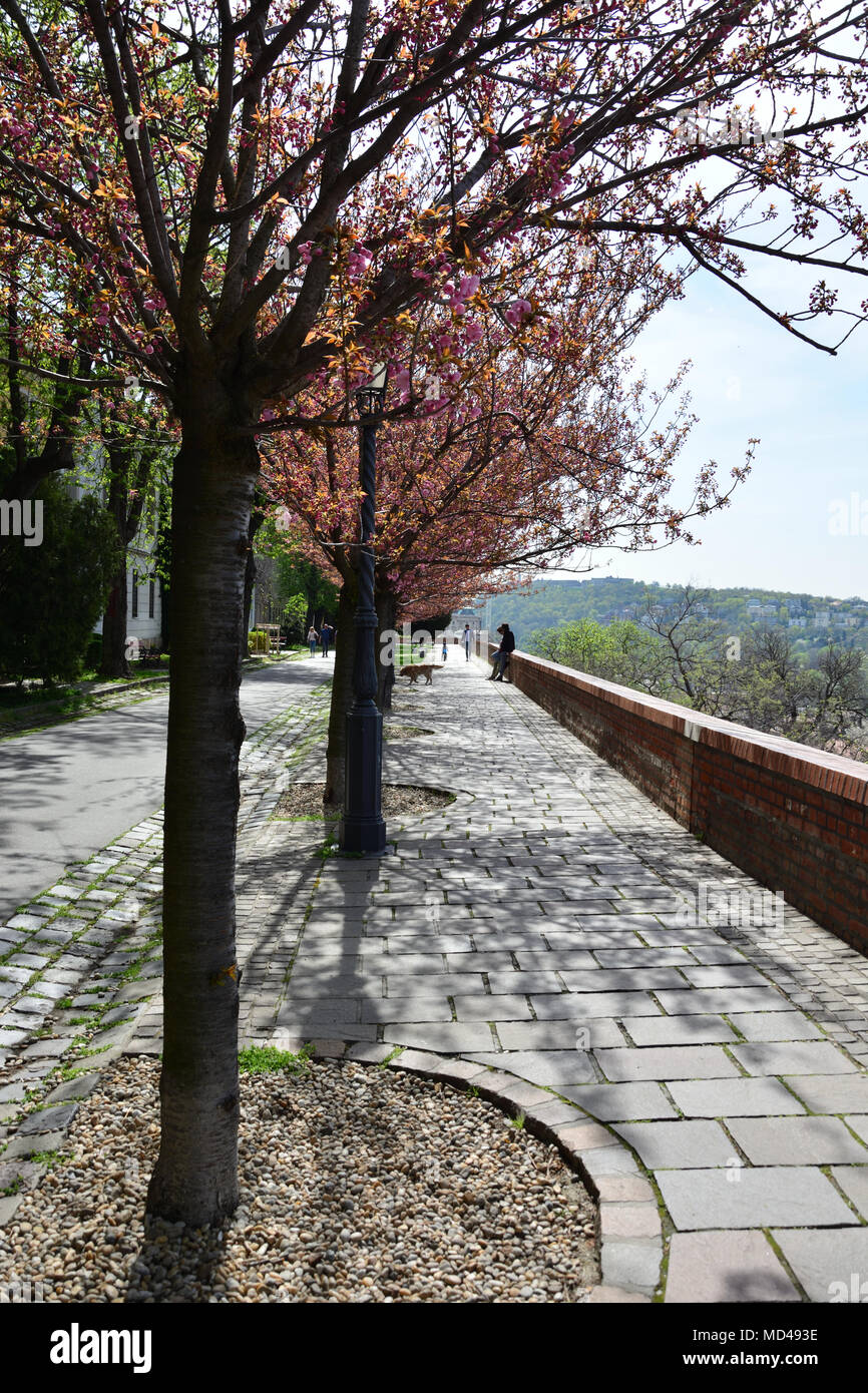 path with spring flowers Stock Photo - Alamy