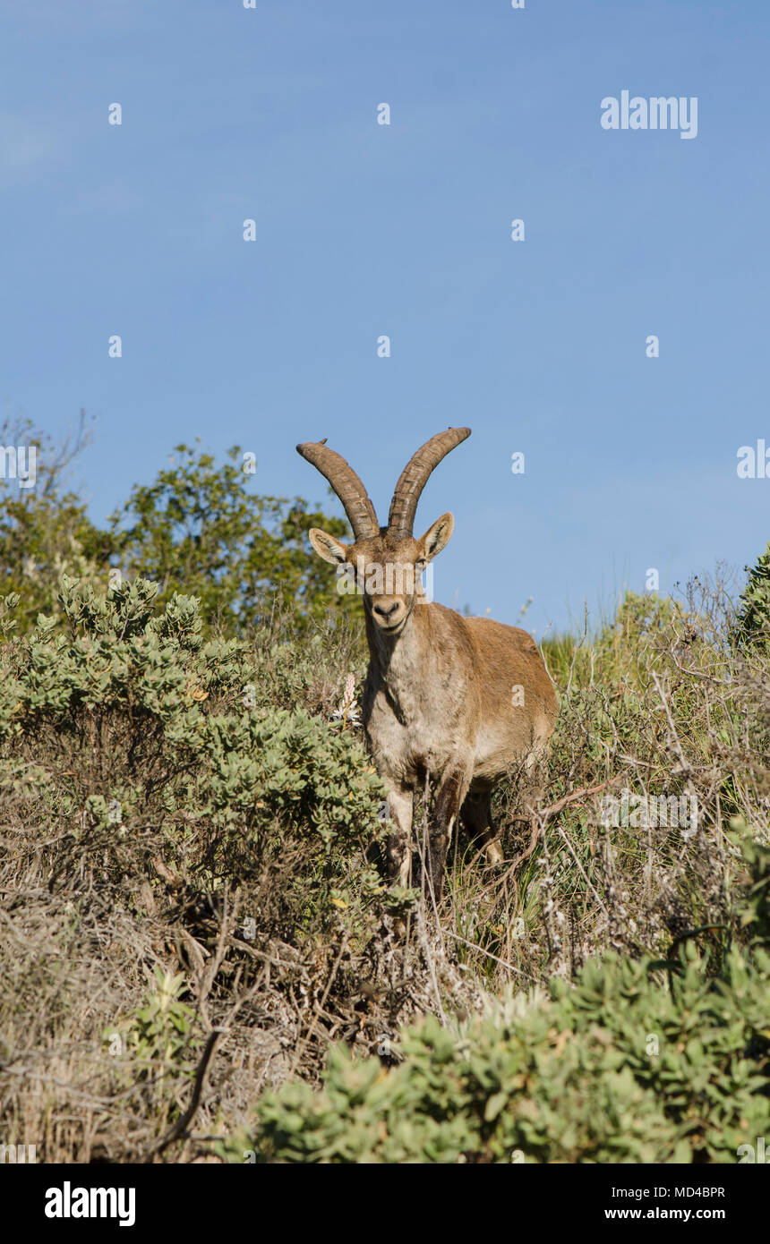 Iberian ibex goat hi-res stock photography and images - Alamy