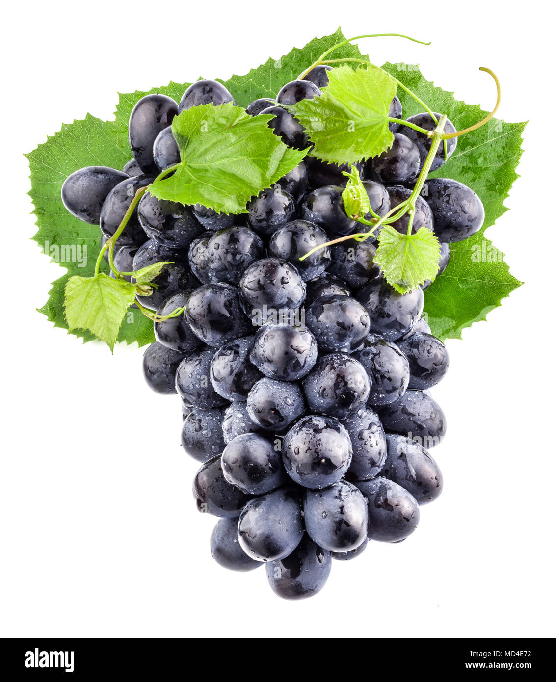 Ripe dark grapes with leaves, Isolated on white background with ...