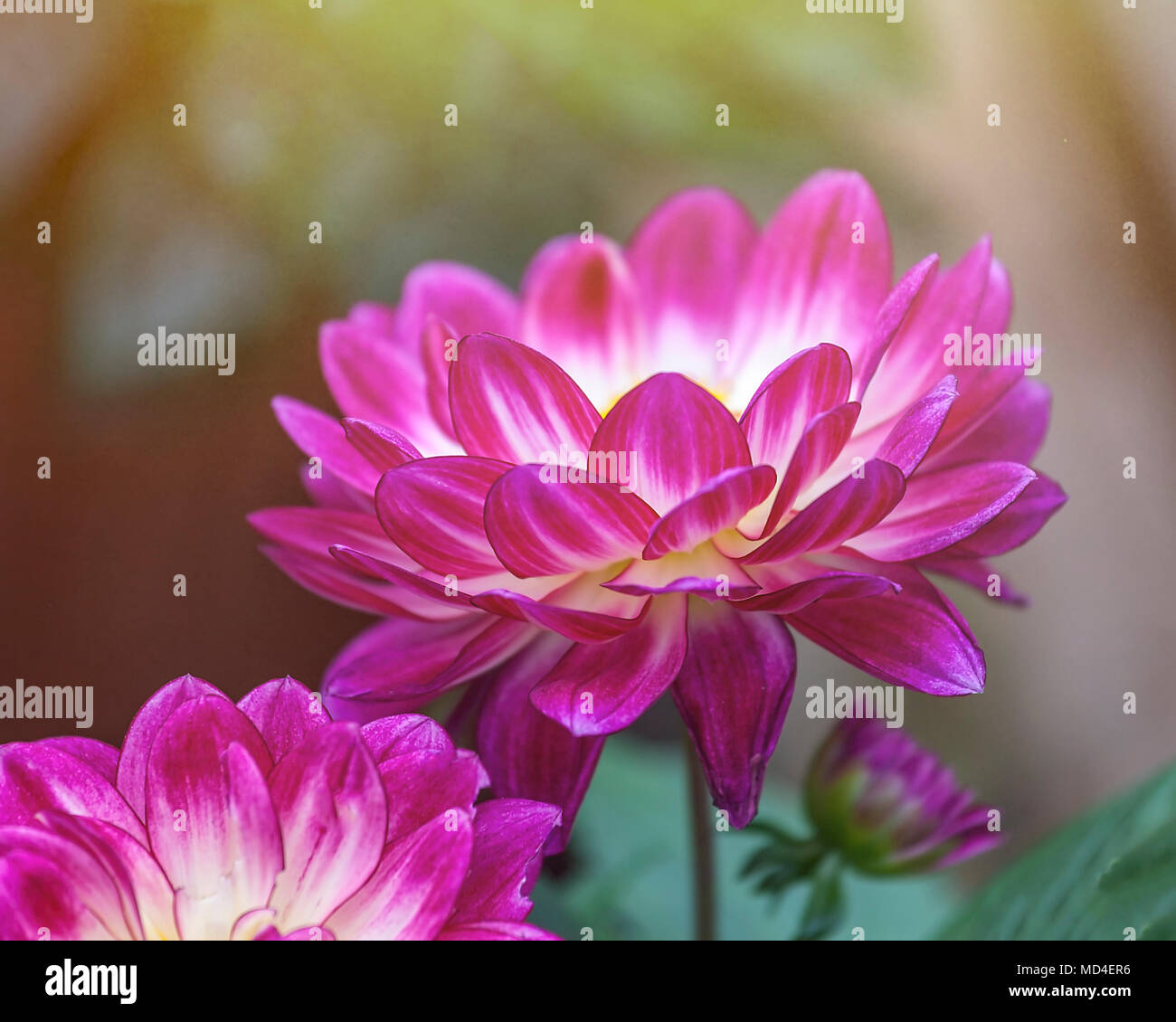 Flowers heads in full bloom. Isolated. Stock image Stock Photo - Alamy