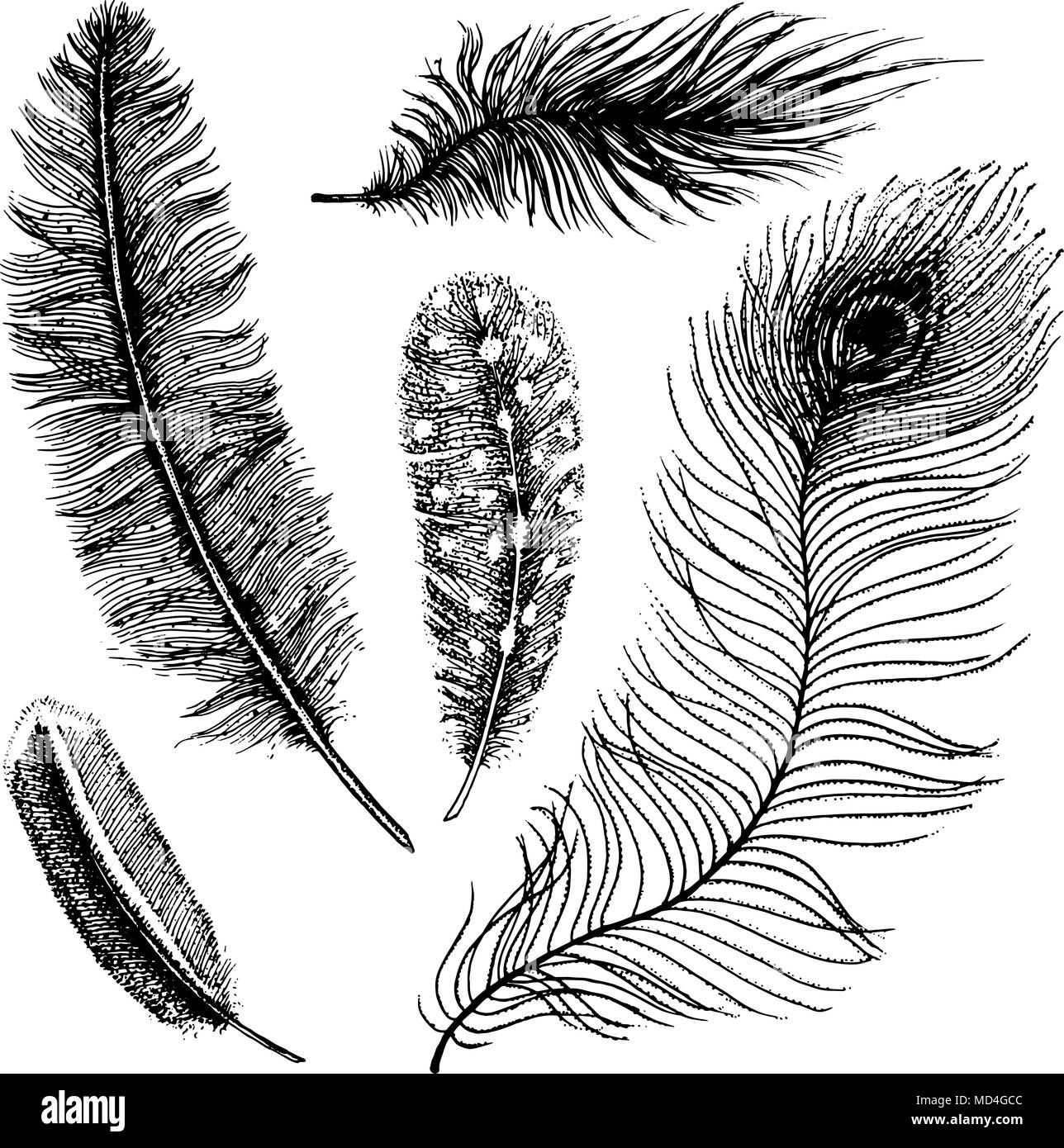 Drawn Feathers Into Birds