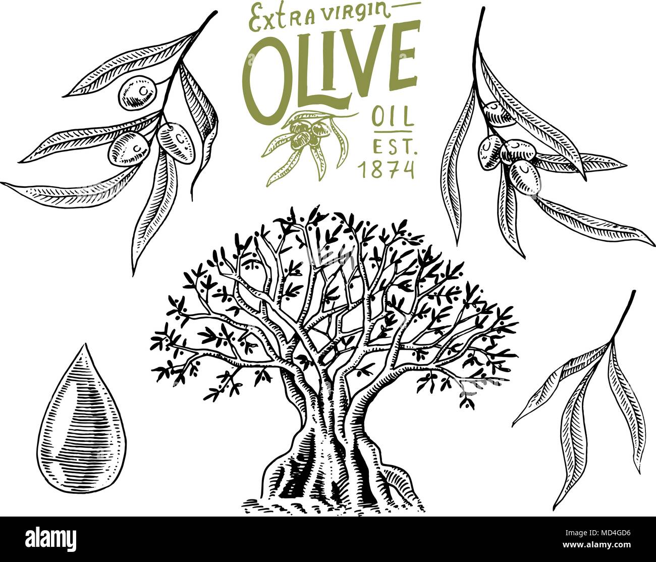 Set of Olive oil and branch of trees. Organic vegetarian product. Green ...