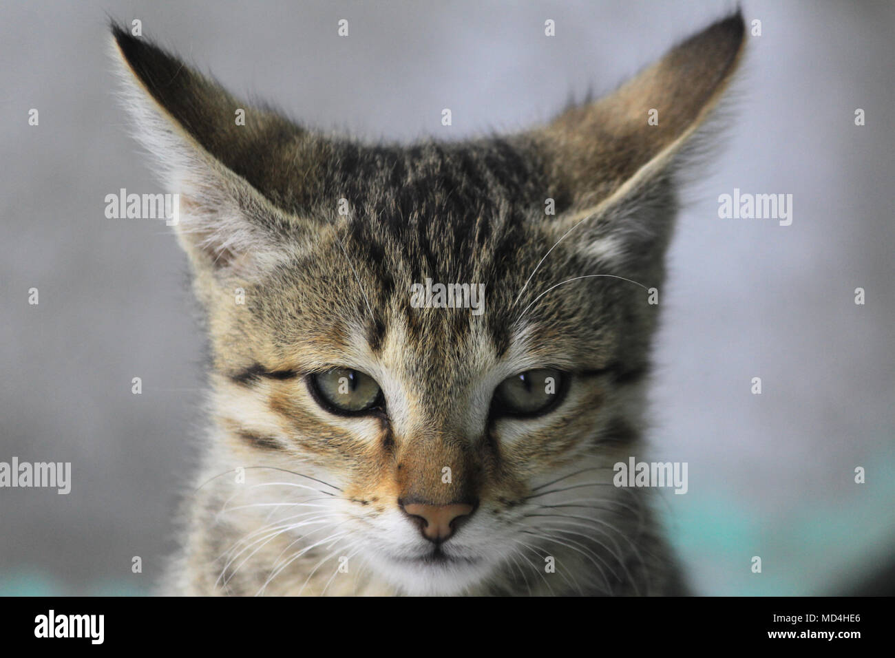 Cat Attitude, Cat Emotions, Cat Expressions Stock Photo - Alamy
