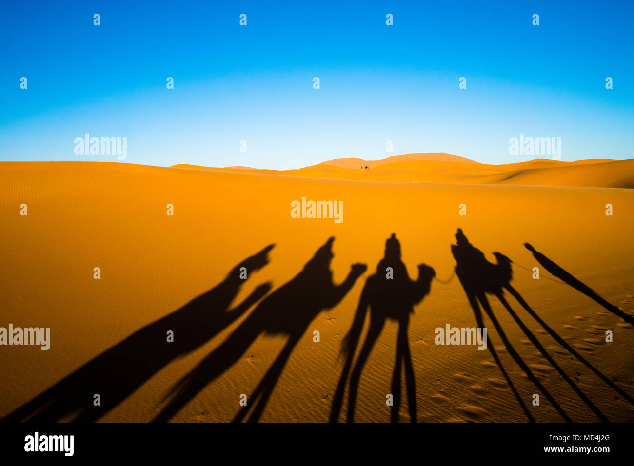 Wide angle shot of caravan traveling and camels shadows on the sand ...