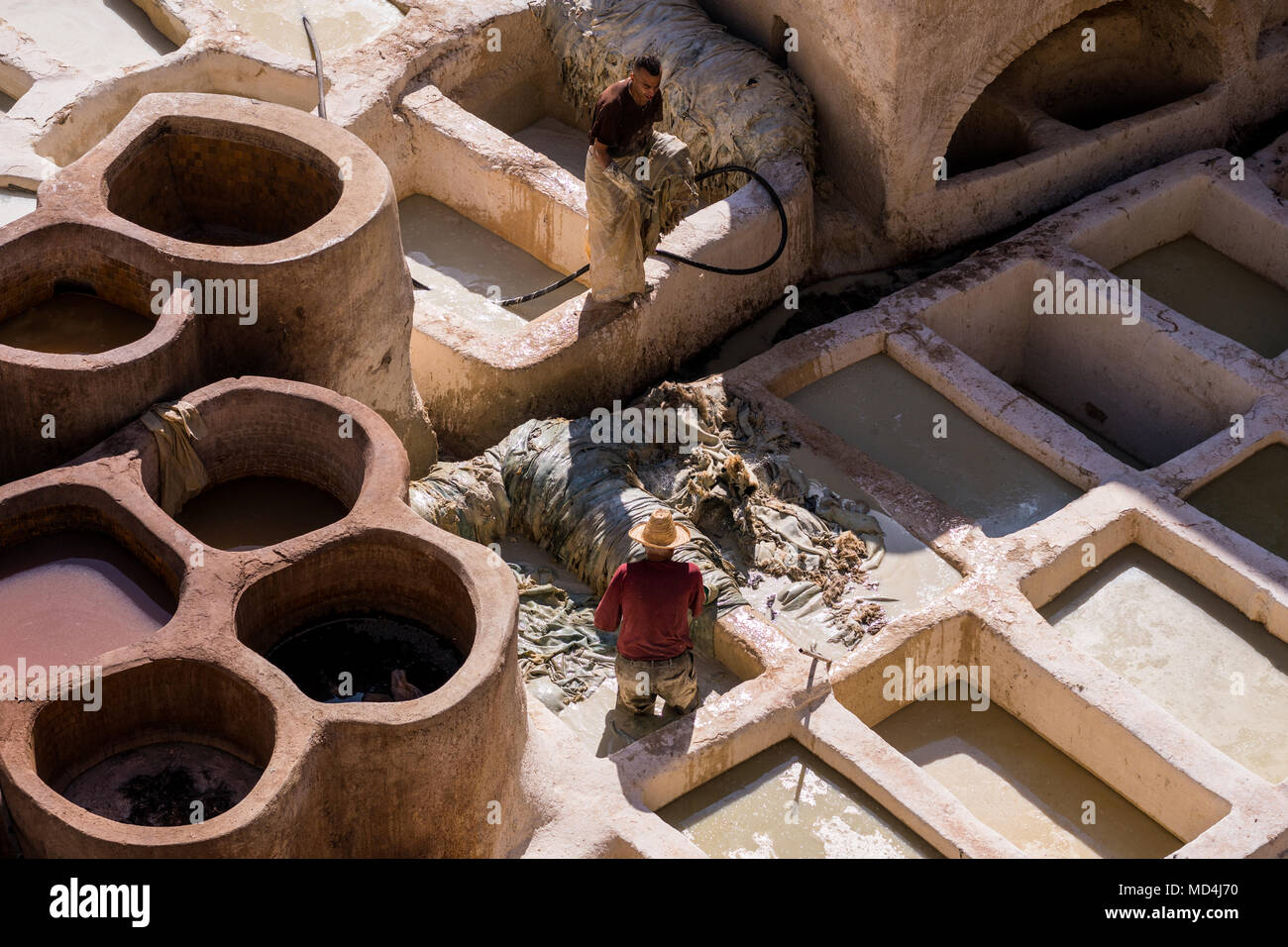 Coloration hi-res stock photography and images - Alamy