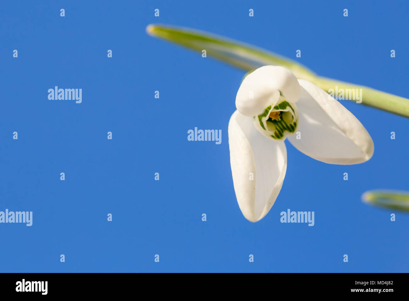 Isolated snowdrops in a pot from below with blue sky in bacground Stock ...
