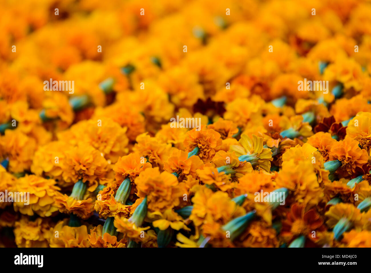 Marigold garland hi-res stock photography and images - Alamy