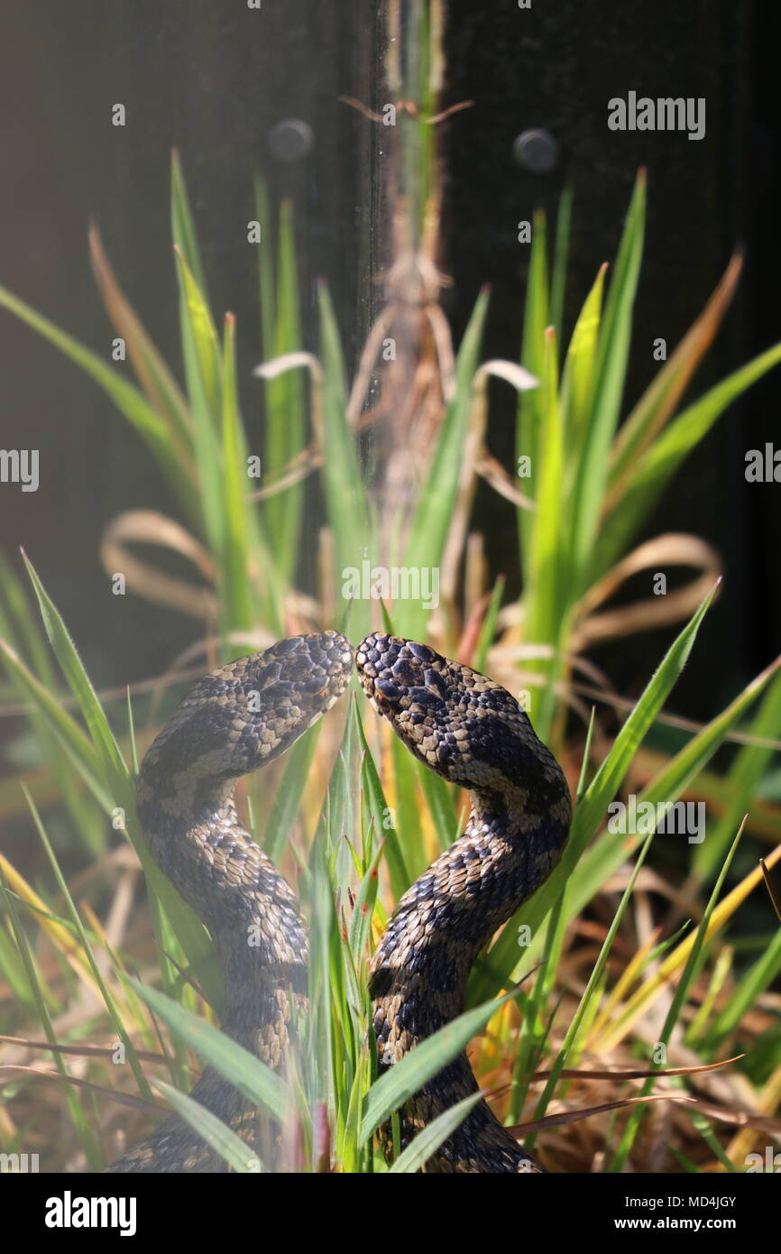 Green Adder High Resolution Stock Photography and Images - Alamy